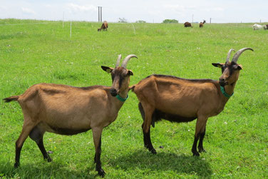 Le troupeau - Site de raconte-moiunechevre