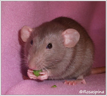 Il Ratto da Compagnia - Ratto che Passione!