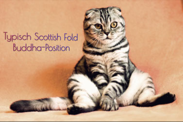 Scottish Fold Katzen leiden an Osteochondrodysplasie - Katzengenetik ...