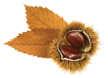 MARRONIZAUBER | Marronistand mieten | Outdoor Marroni-Catering ...