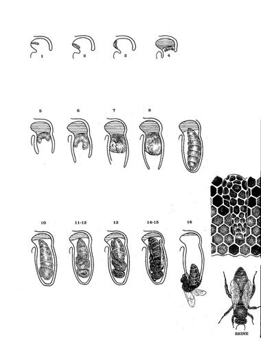 A QUOI SERVENT LES ABEILLES ? - La Vie Du Rucher