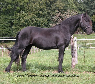 Alimentation de l' Arabo-Frison - Site de arabofrison