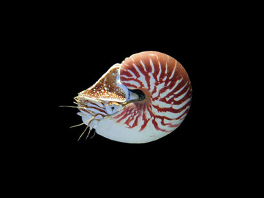Descubiertas tres nuevas especies de nautilus. - Ammonites. Guía de los ...