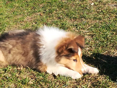 For sale - Milesian Collies in Austria