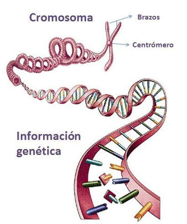 Bases moleculares de la herencia. Estructura molecular y Organización de los Cromosomas ...
