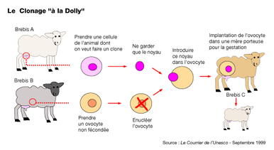 Le clonage : pour ou contre ? - La physique-chimie et le cinéma