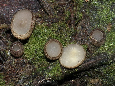 Trichophaea woolhopeia Woolhopscher Borstling - Fredis Pilzseite
