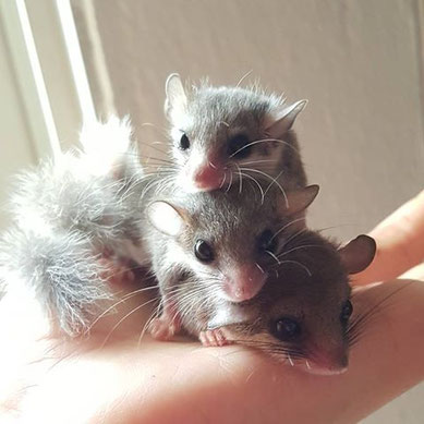 Loir Africain - Elevage Asdy Mousery