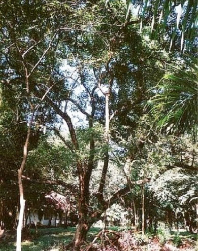 Narra Tree Images - Hearts Philippines & Then Some