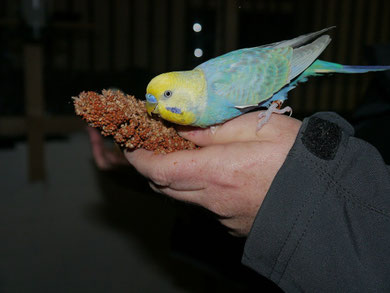 Handzahme Rainbows - Wellensittichzucht Funkelsterne