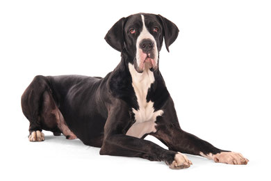 Die deutsche Dogge - Deutsche Dogge Henry