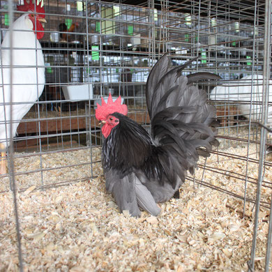Japanese Bantams by John deSaavedra - Wenzel's Birdhaven show bantams