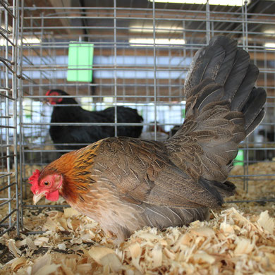 Japanese Bantams by John deSaavedra - Wenzel's Birdhaven show bantams