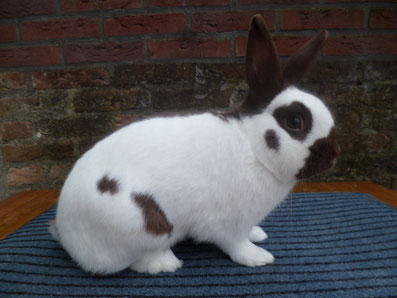 Klein Lotharingers zwart - Klein Lotharinger - Kleurdwerg