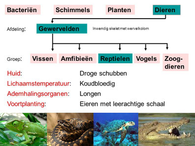 Organismen ordenen - De website van deevolutieopaarde!