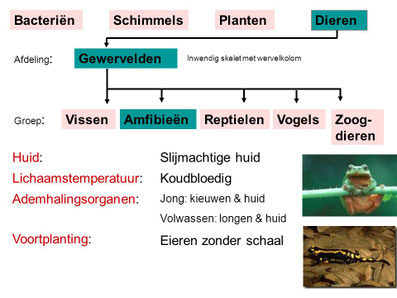 Organismen ordenen - De website van deevolutieopaarde!