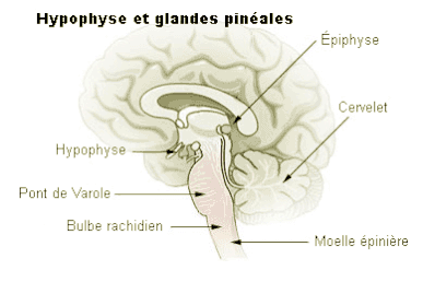 La communication hormonale au sein de l'organisme - Site de cours de ...