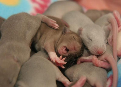 Waar kun je het beste ratjes aanschaffen? - Alles over tamme ratjes!