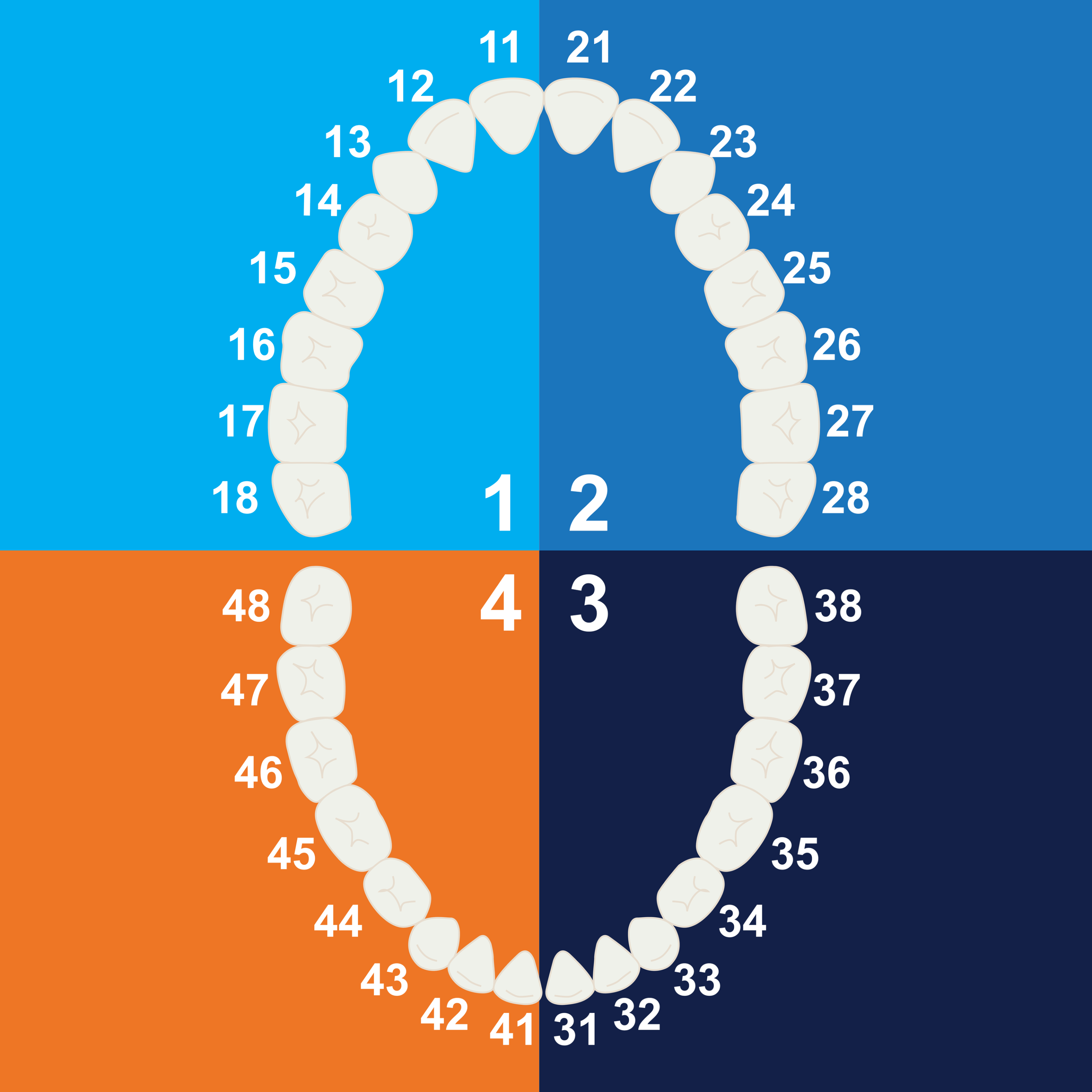 Wieso haben Zähne Nummern? - IZAS - Ihr Zahnarzt und Kieferorthopäde am ...