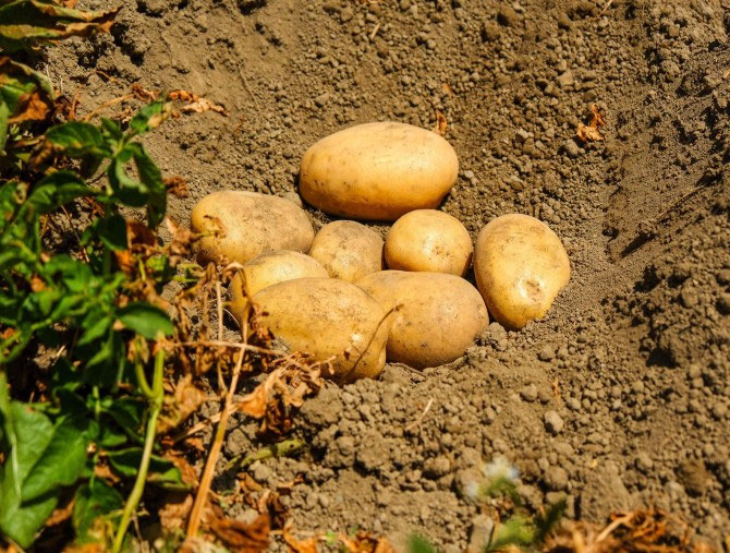 Potatoes Forever! I consigli dell'esperto per la coltivazione di patate - Benvenuti su pinkandchic!