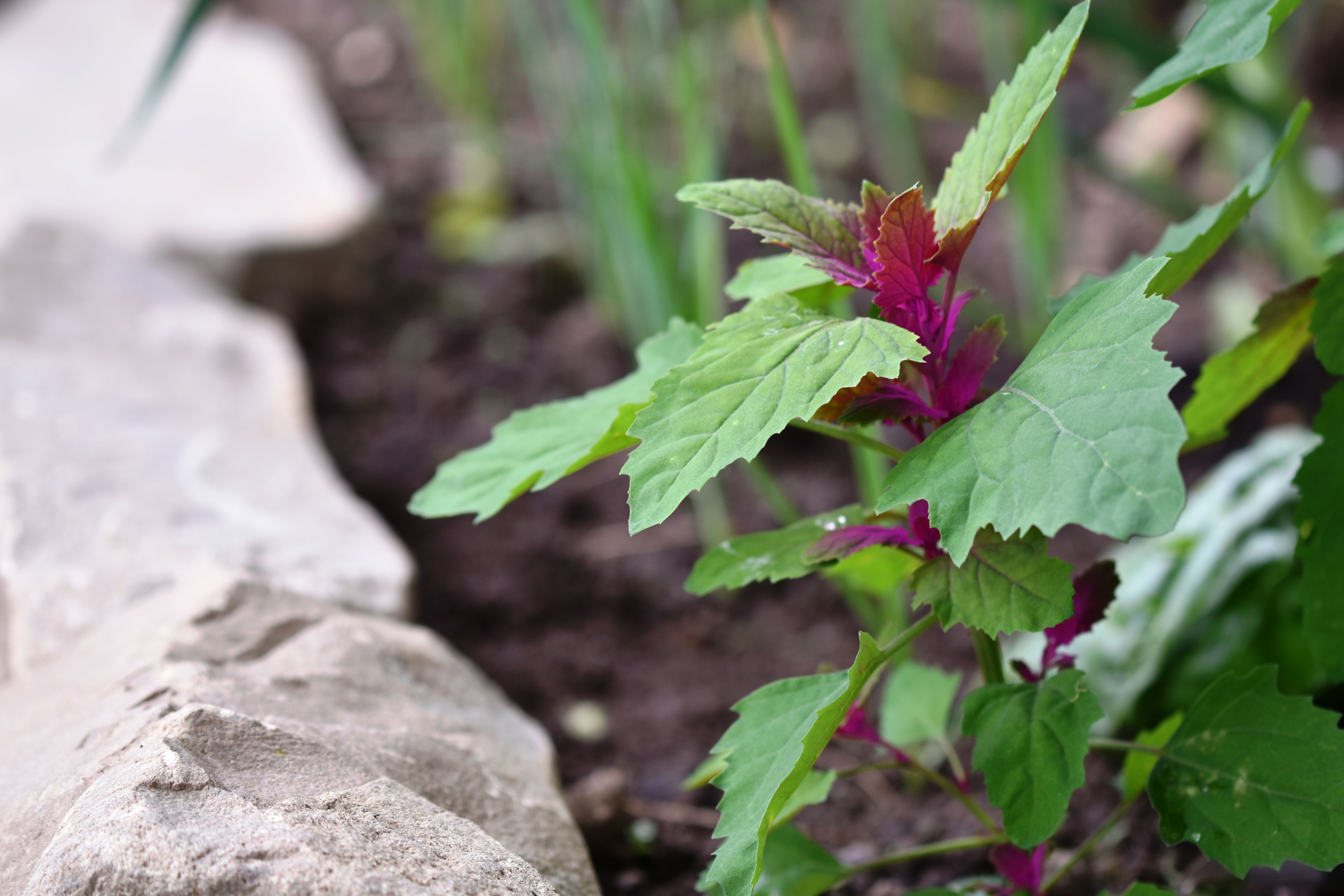 Magenta Spreen - Blog von Andrea Blum