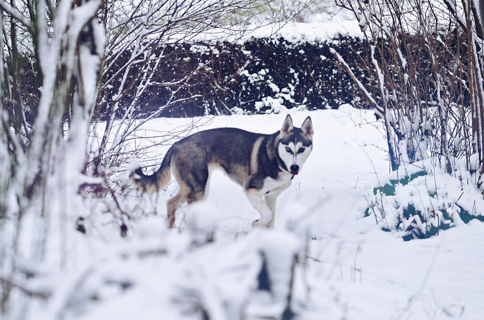 Der erste richtige Schnee - blackforesthuskys Webseite!