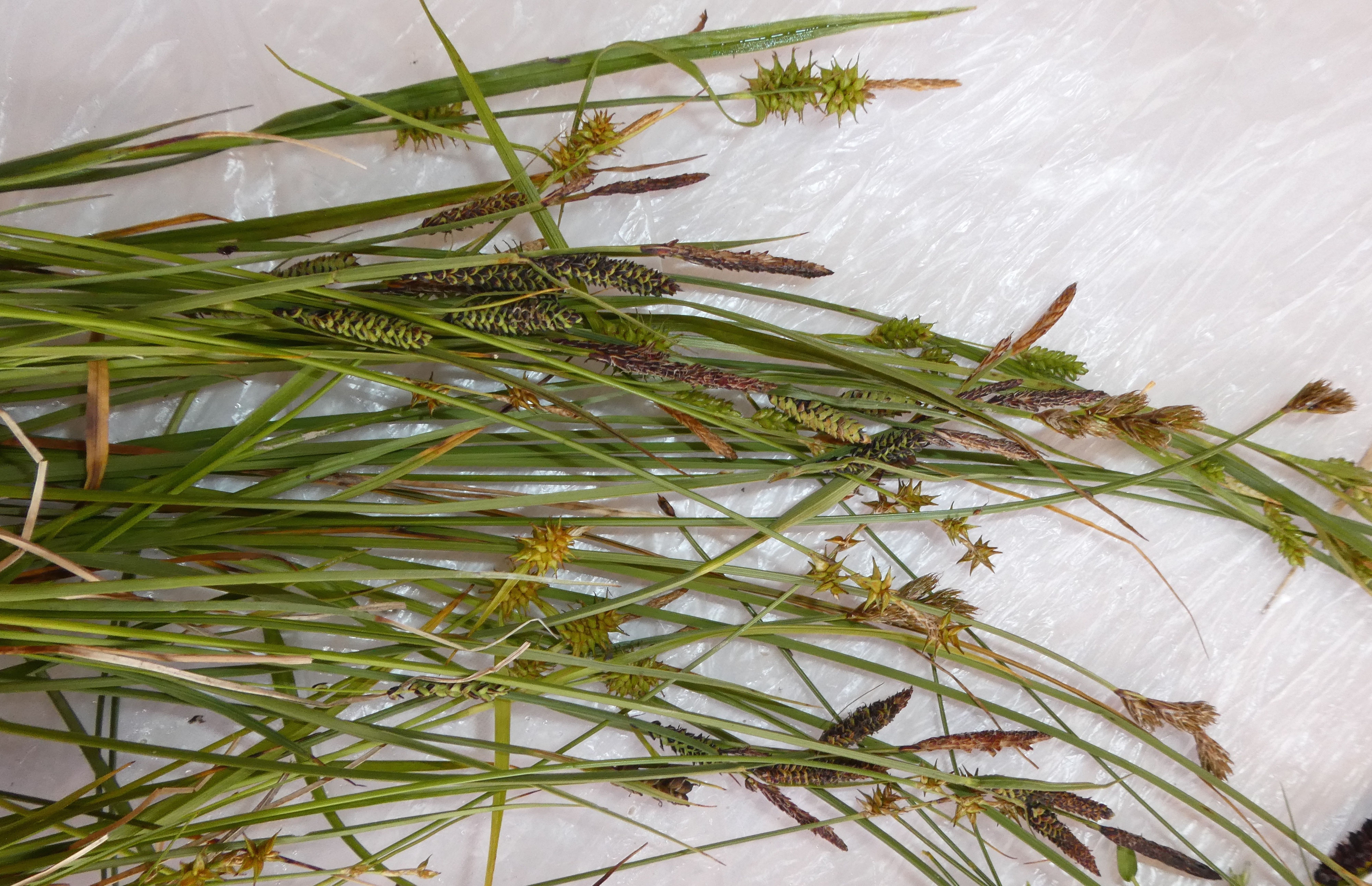 Seggen - teste deine Carex-Artenkenntnisse - Botanik Exkursionen