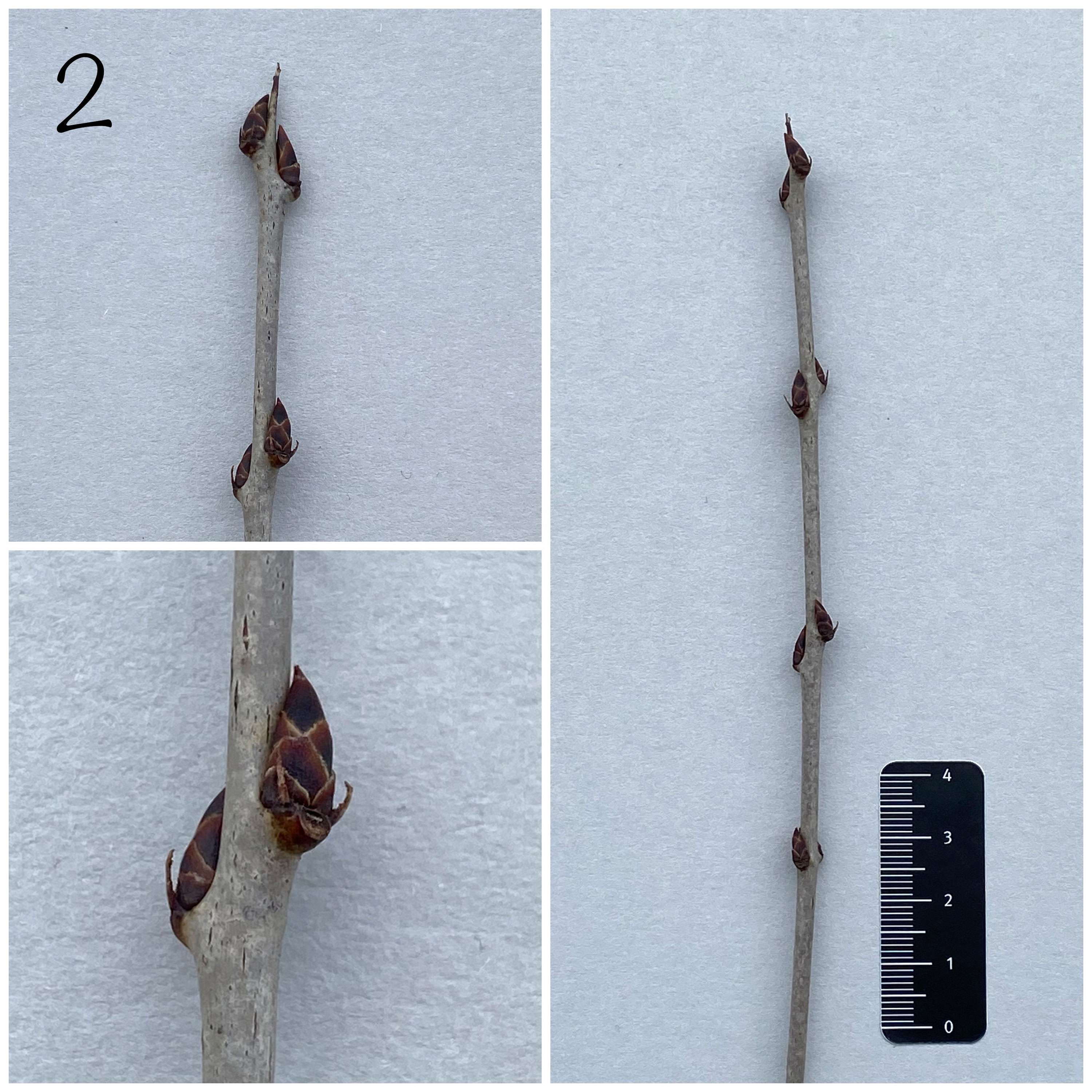 Knospen - Welcher Baum oder Strauch steckt dahinter? - Botanik Exkursionen