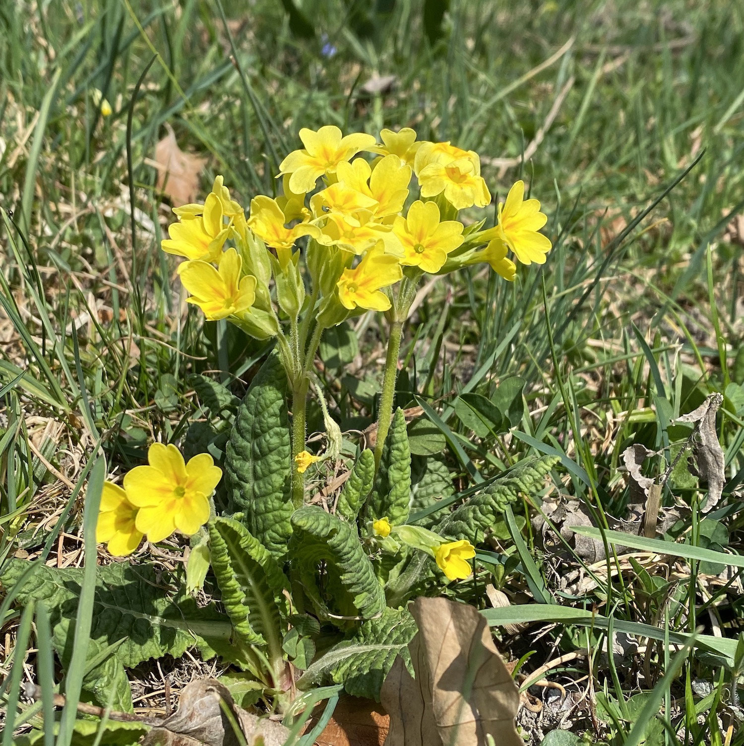 Primulamischling - Wer sind die Eltern? - Botanik Exkursionen