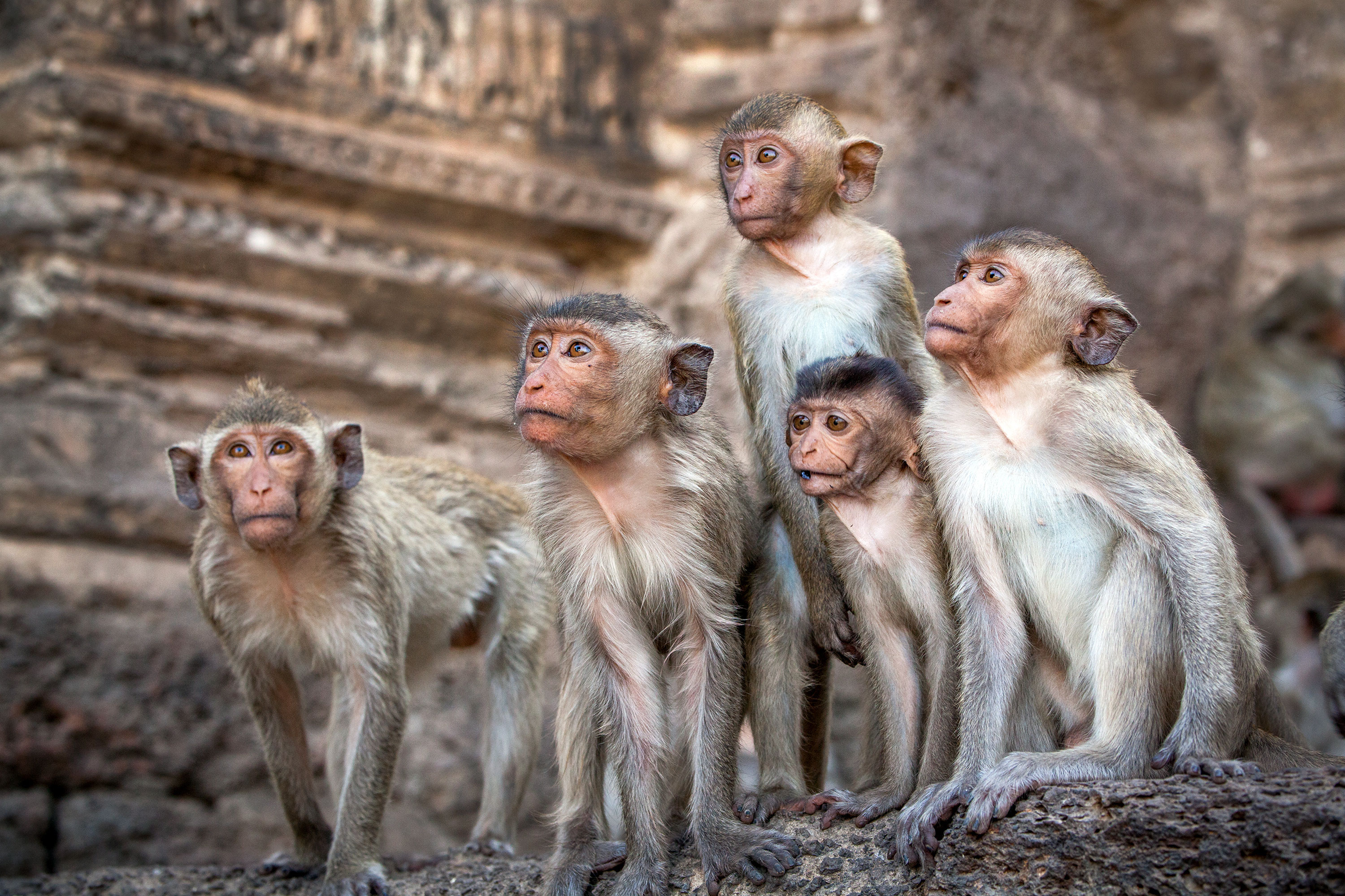 Die wilden Affen... - Meditation in Motion