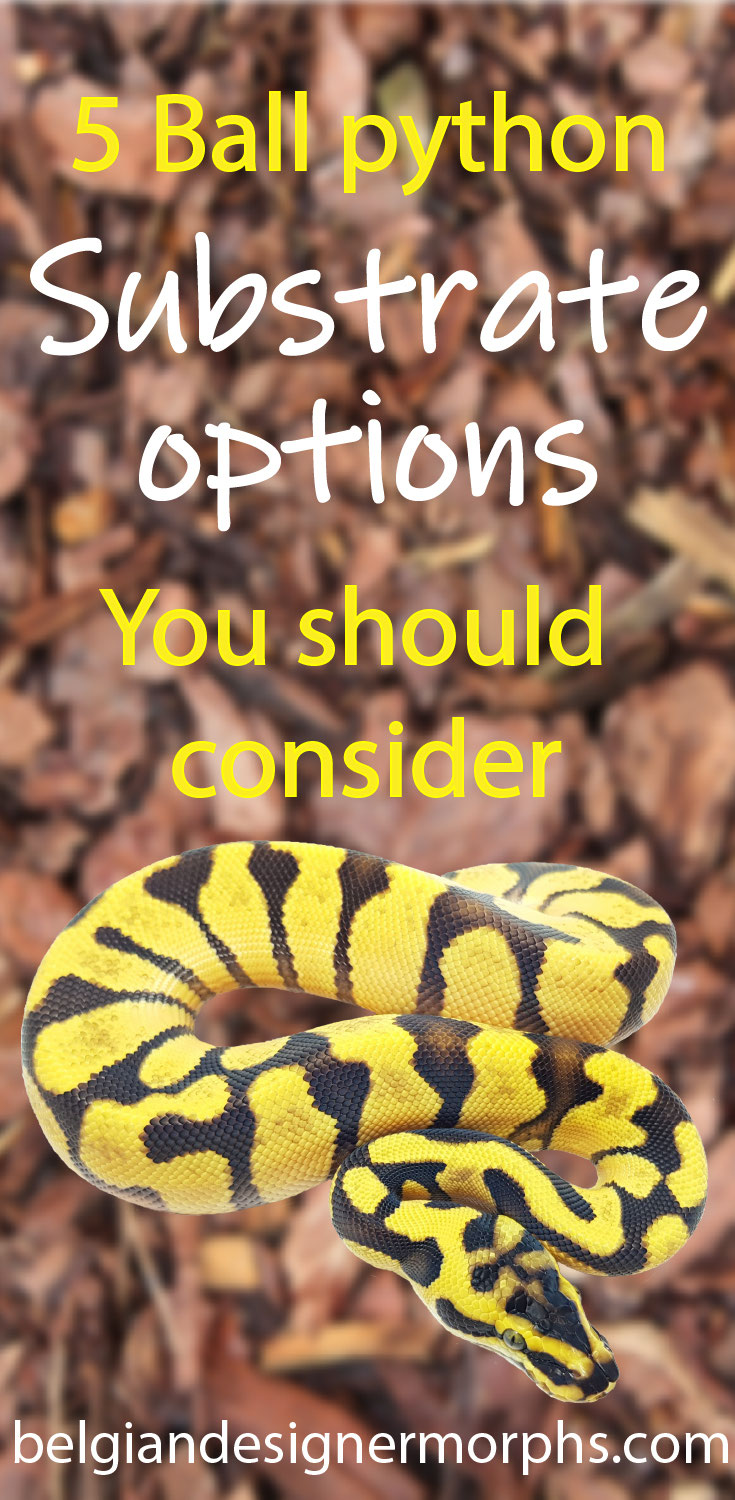 Best Substrate For Ball Pythons | atelier-yuwa.ciao.jp