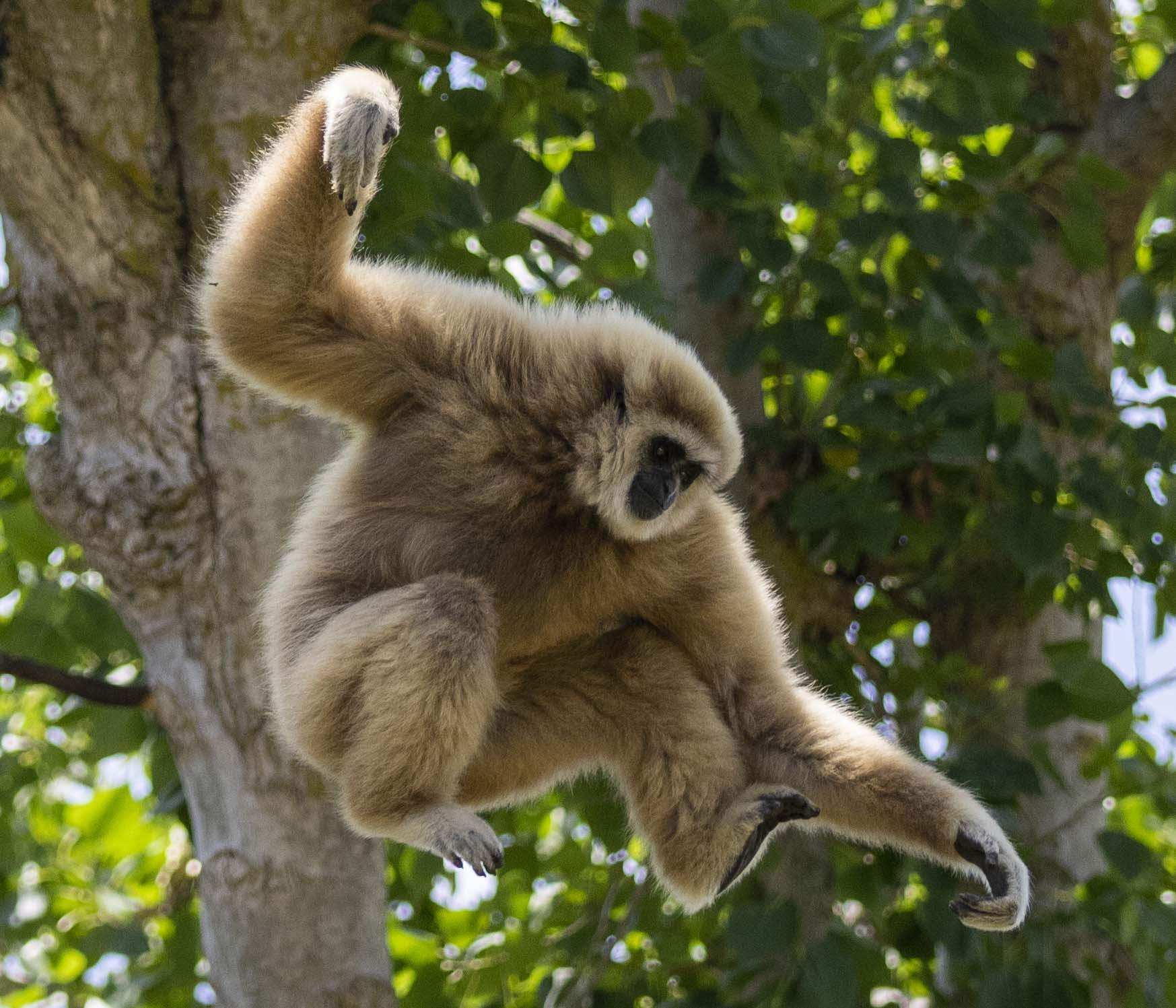 Fliegende Affen mit der Sony Alpha 1 - Serengeti Wildlife bei Uwe ...
