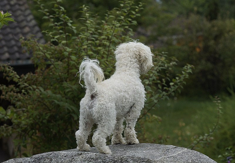 Alphatier und Dominanztheorie - ein Mythos! - mypoppy-nicoles Webseite!