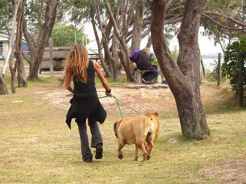 5 Razones para sacar a pasear a su perro - Caminando por el Mundo ...