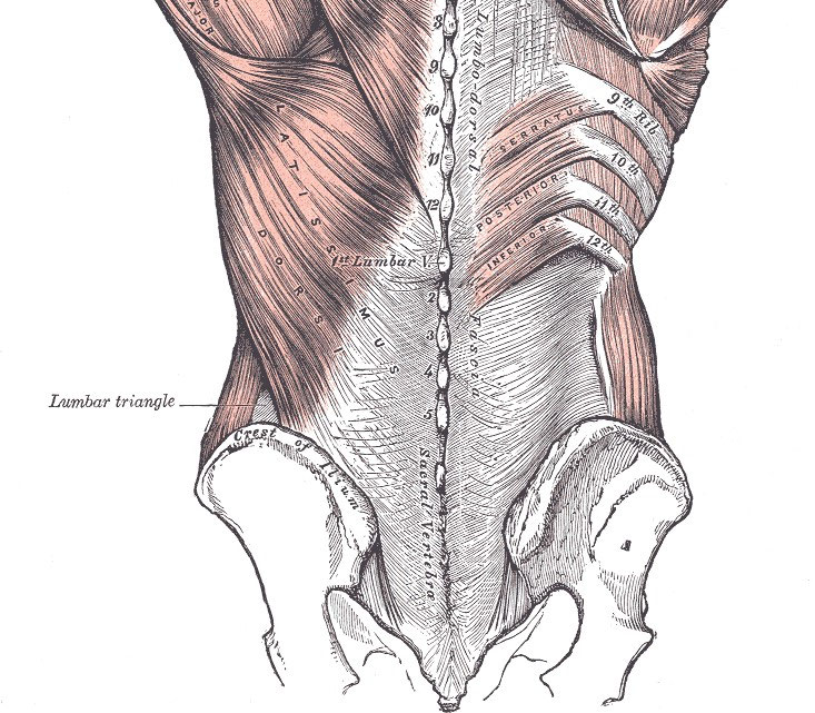 Les fascias, la matrice du corps humain - Toulouse Shiatsu Ki