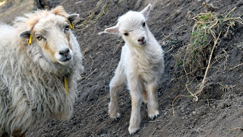 Erste Male... / prime volte... - Ouessant Schafe aus Südtirol