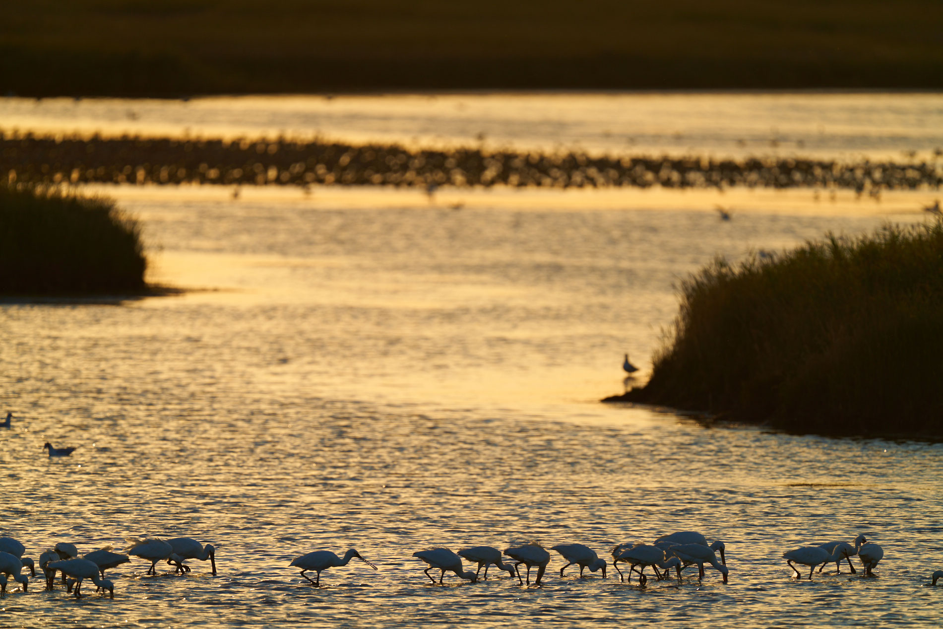 Veranstaltungen im August am Rantumbecken auf Sylt - Verein Jordsand e.V.