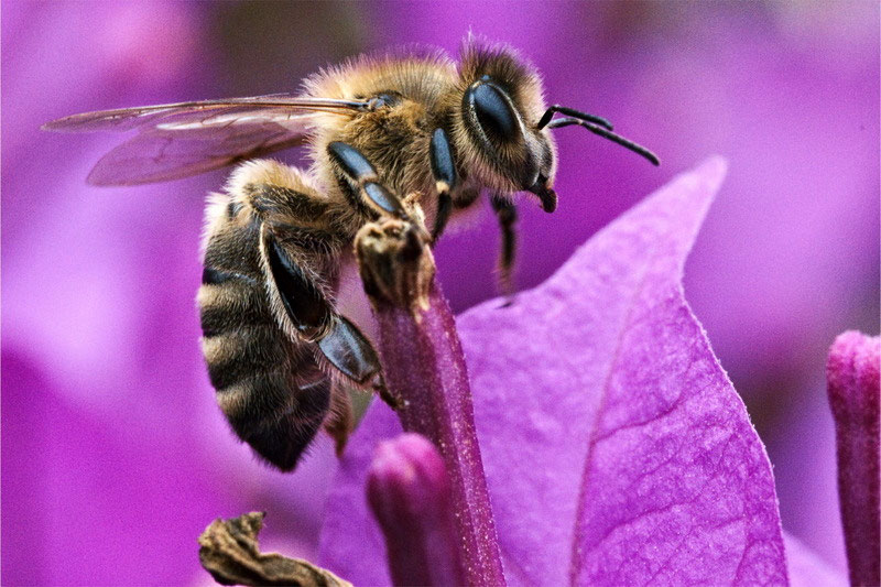 Tech4Gaia : la technologie au service des abeilles - Site de edelweiss ...