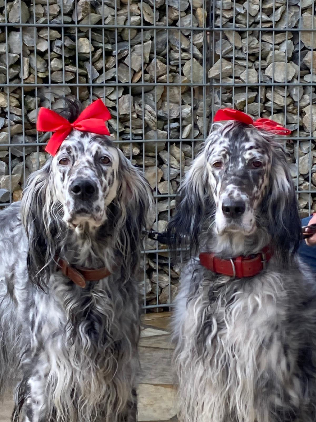 Geburtstag in unserer lieben English Setter Familie - English Setter Angels