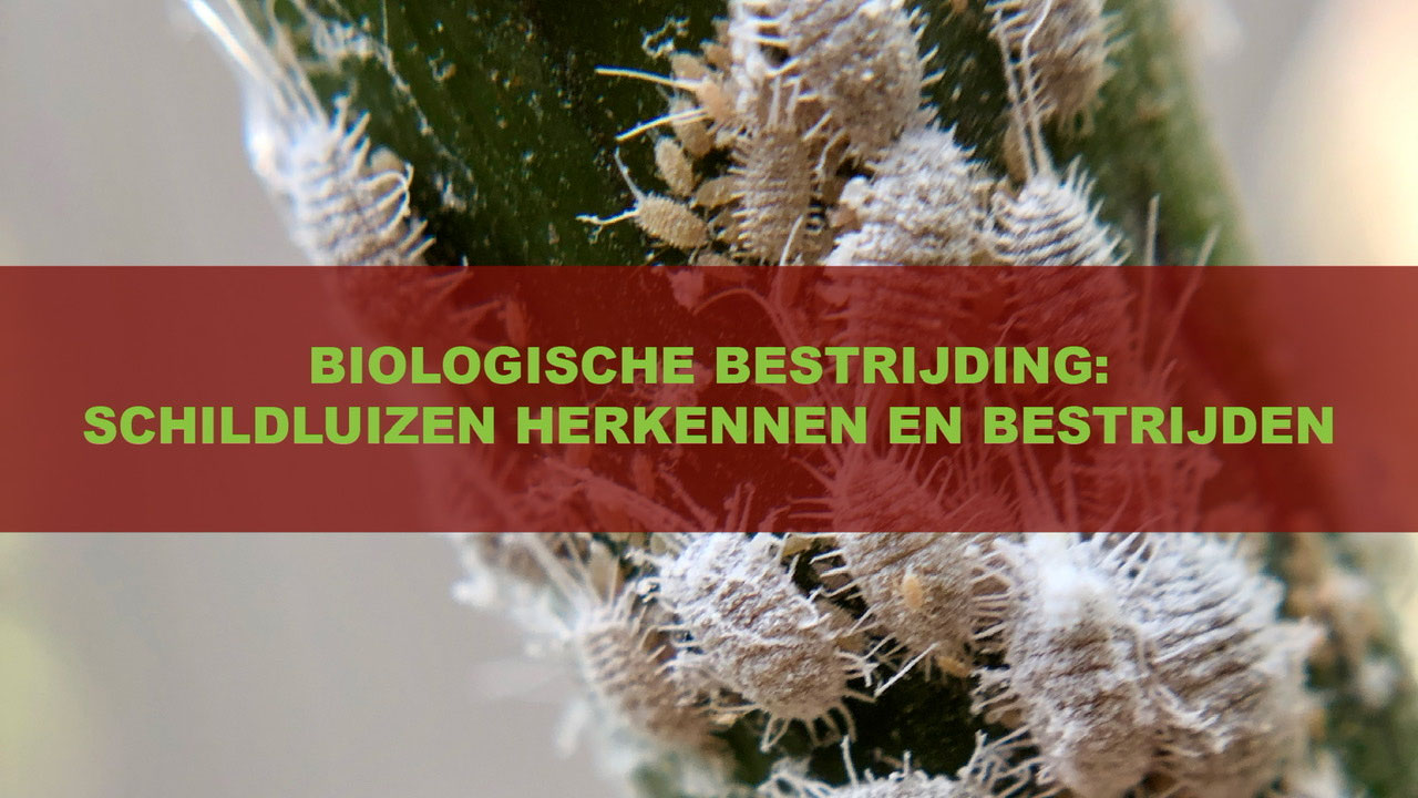 BIOLOGISCHE BESTRIJDING: SCHILDLUIZEN HERKENNEN EN BESTRIJDEN ...