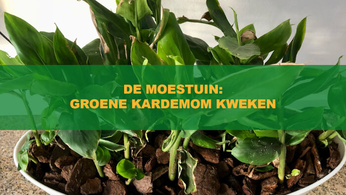 Groene Kardemom Kweken - foodplanting.com