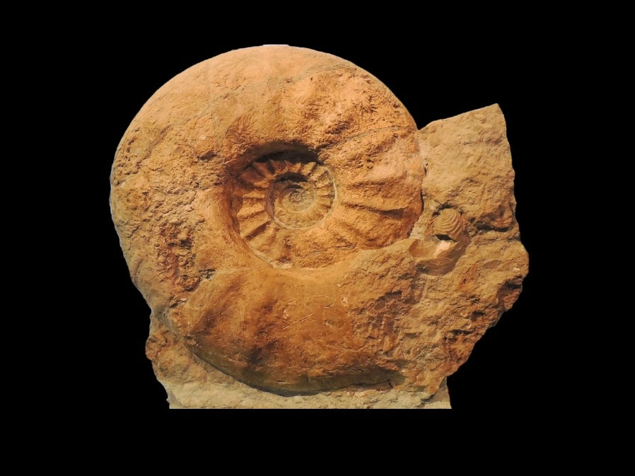 Parapuzosia; el gigante de los ammonites. - Ammonites. Guía de los ...