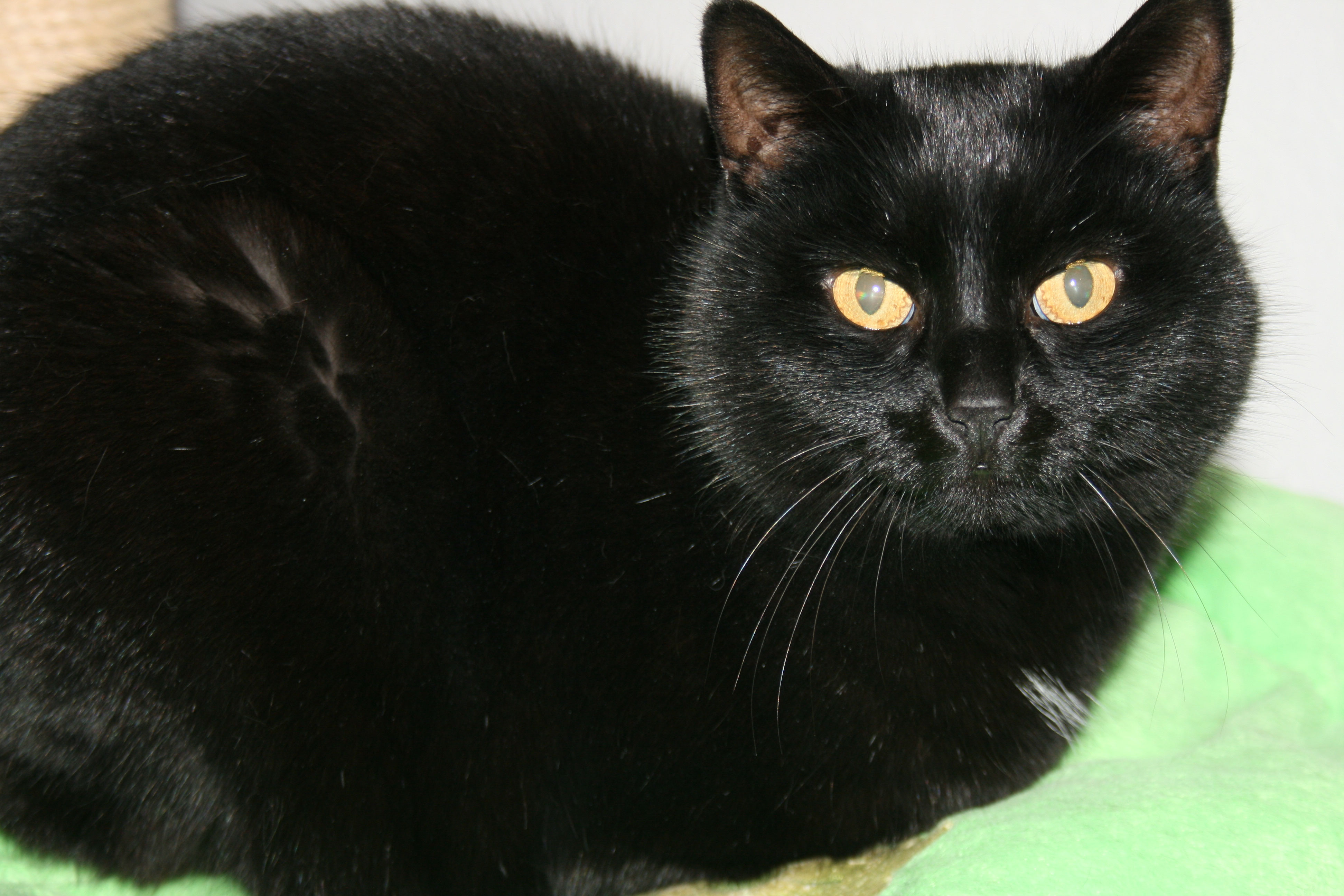 LUCKY - BEINAMPUTATION - handicapcats.ch - ein Herz für Handicap Katzen ...