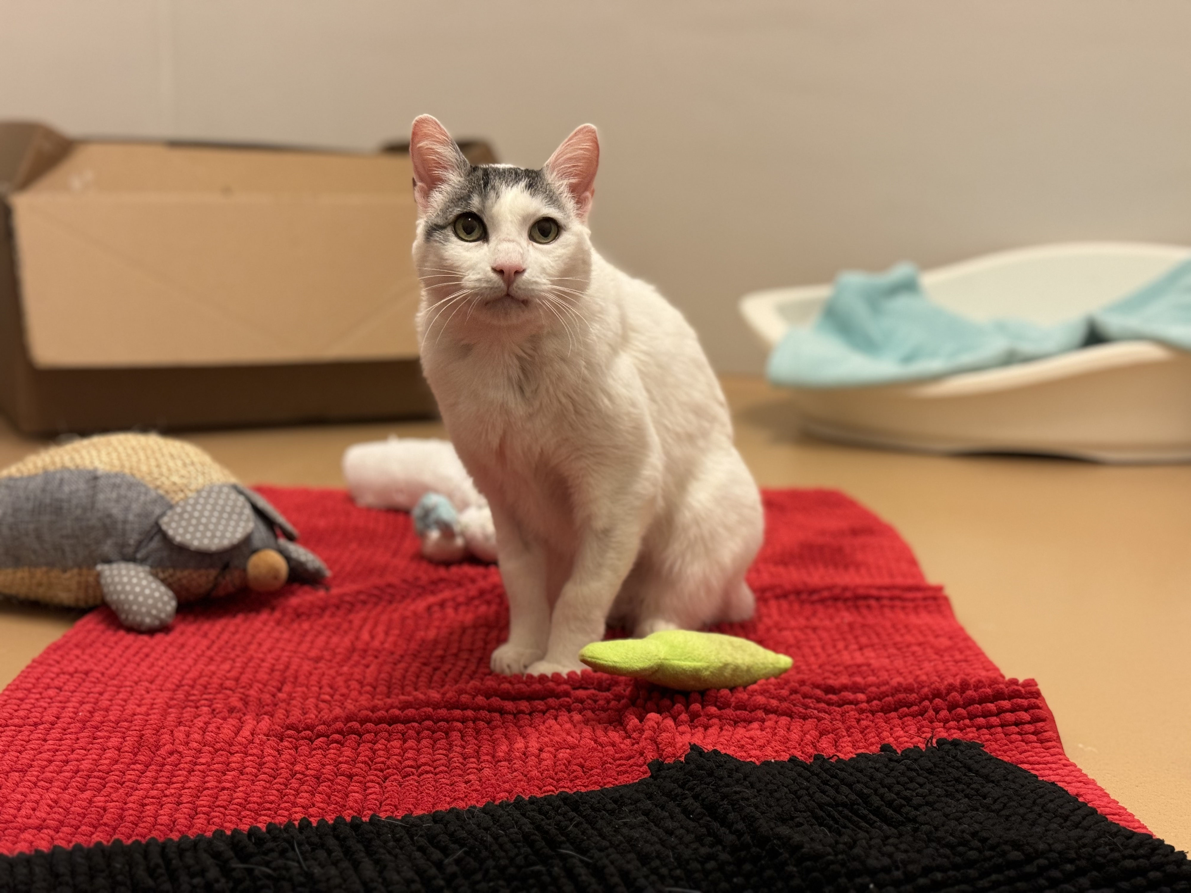 TIKANI - CALICI POSITIV - VERMITTELT - handicapcats.ch - ein Herz für ...