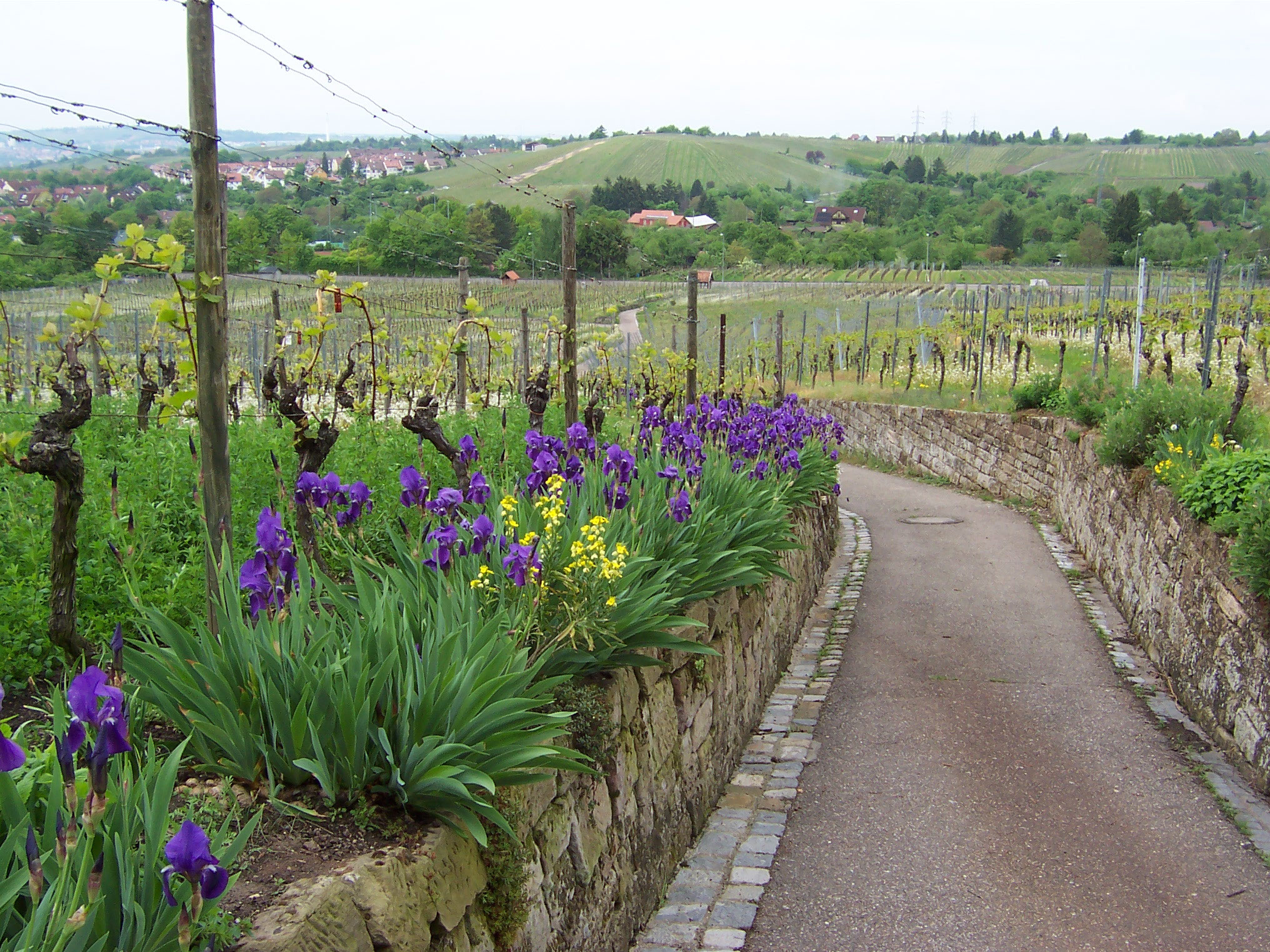 Rivaner - Müller Thurgau - genussregion-stuttgart
