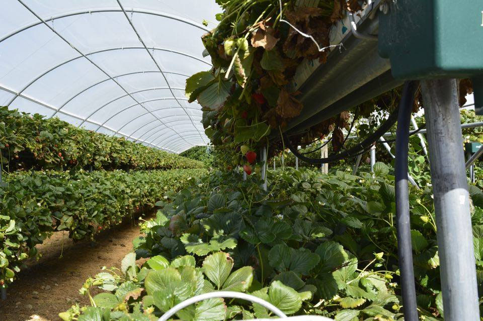 Wee Red Barn Berryfarm – Wie lange halten wir DAS aus?! - im-land-der ...