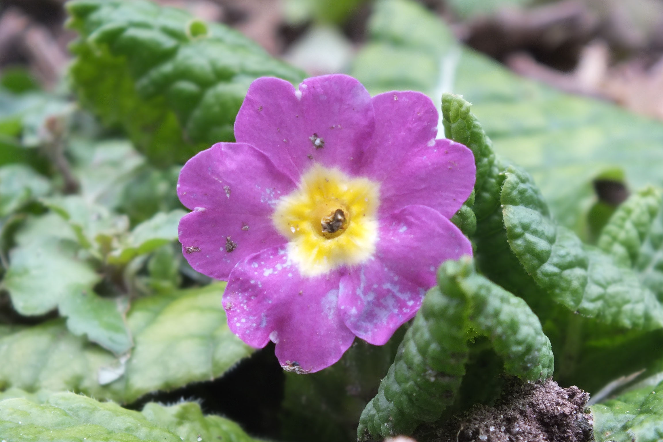 Die Primel - Schilus-Ruum