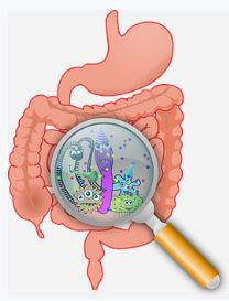 CAUSAS Y CONSECUENCIAS DE LA AMIBIASIS - Dra. Rivera, sistema digestivo ...