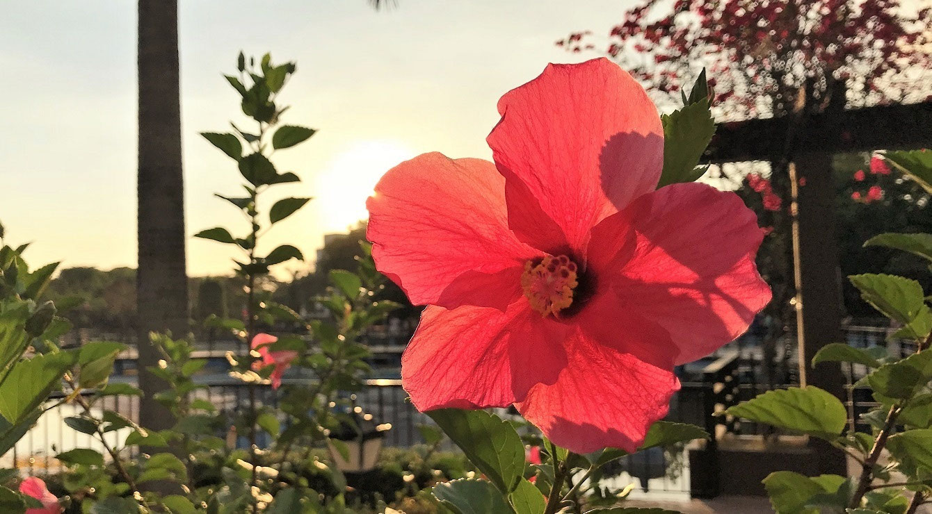 Three Philippine Flowers: Bird of Paradise, Hibiscus and Santan ...