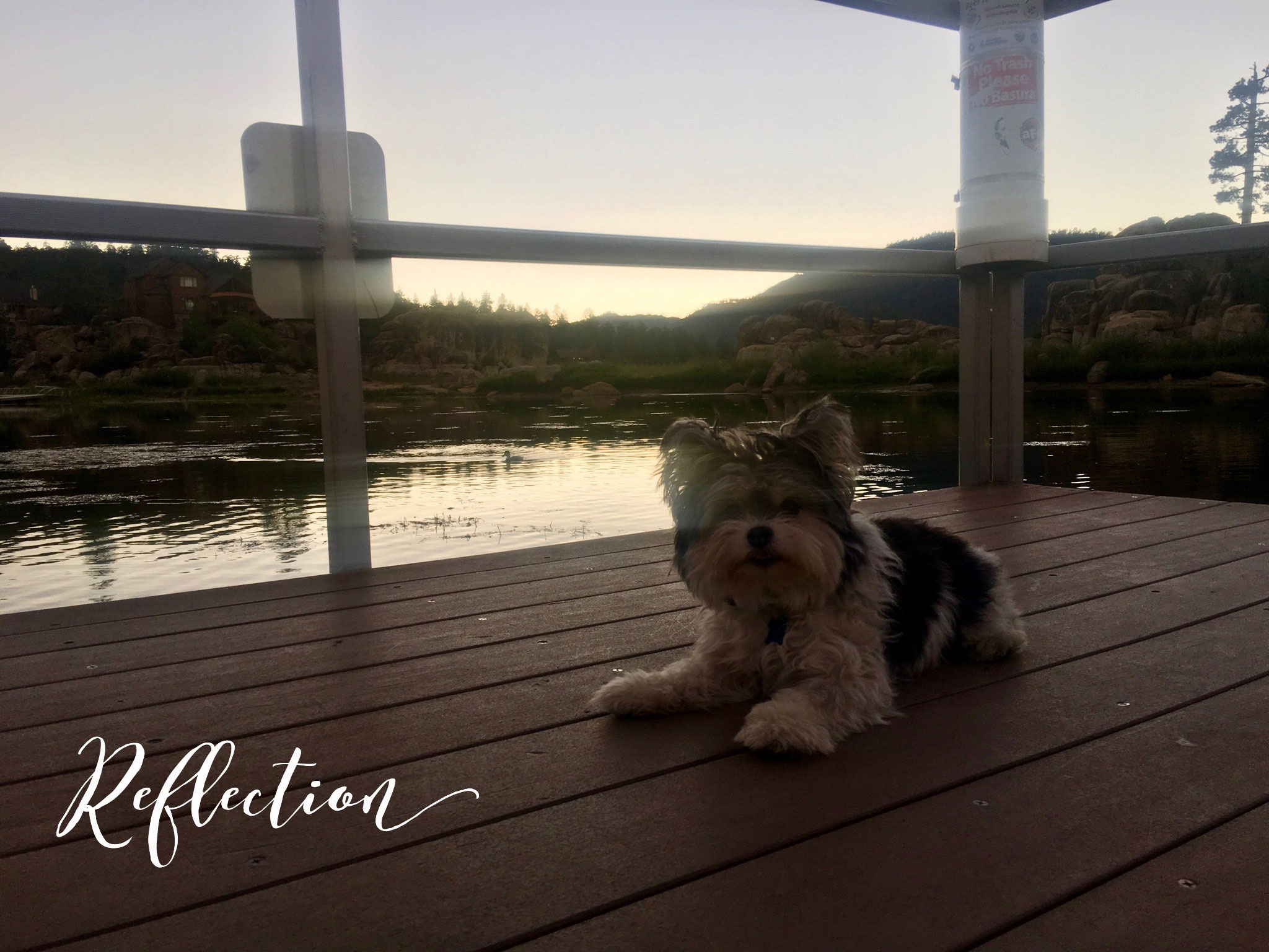 Reflection: The good and the bad - Ruff Beginnings Rehab Dog Training ...